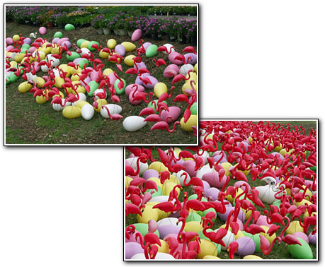 Flamingos! - joanna.org